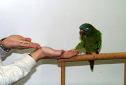 Parrot & Bird Training Terminology | Good Bird Training